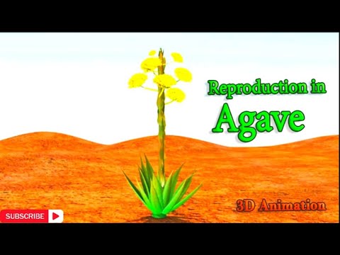 Reproduction in Agave ( 3D Animation - YouTube
