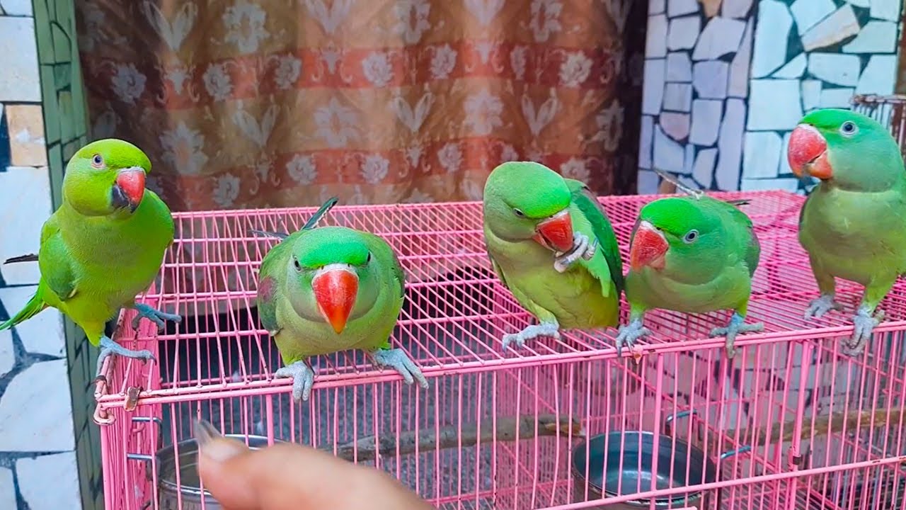 Cute Five Green Parrots Playing On Cage Looking So Nice - YouTube