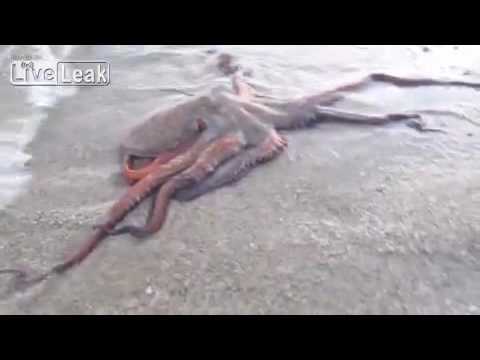 Octopus tries to grab kid on beach - YouTube