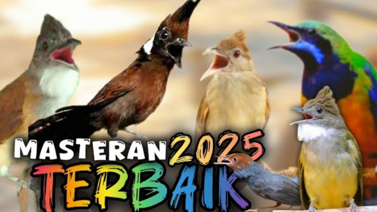 MASTERAN MEM@TIKAN KOMBINASI INI PALING DI TAKUTI LAWAN || terbaru 2025 ...