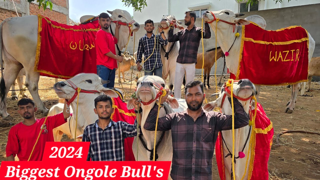 Top Quality Ongole bull's in Hyderabad tadbun | biggest ongole bull's ...
