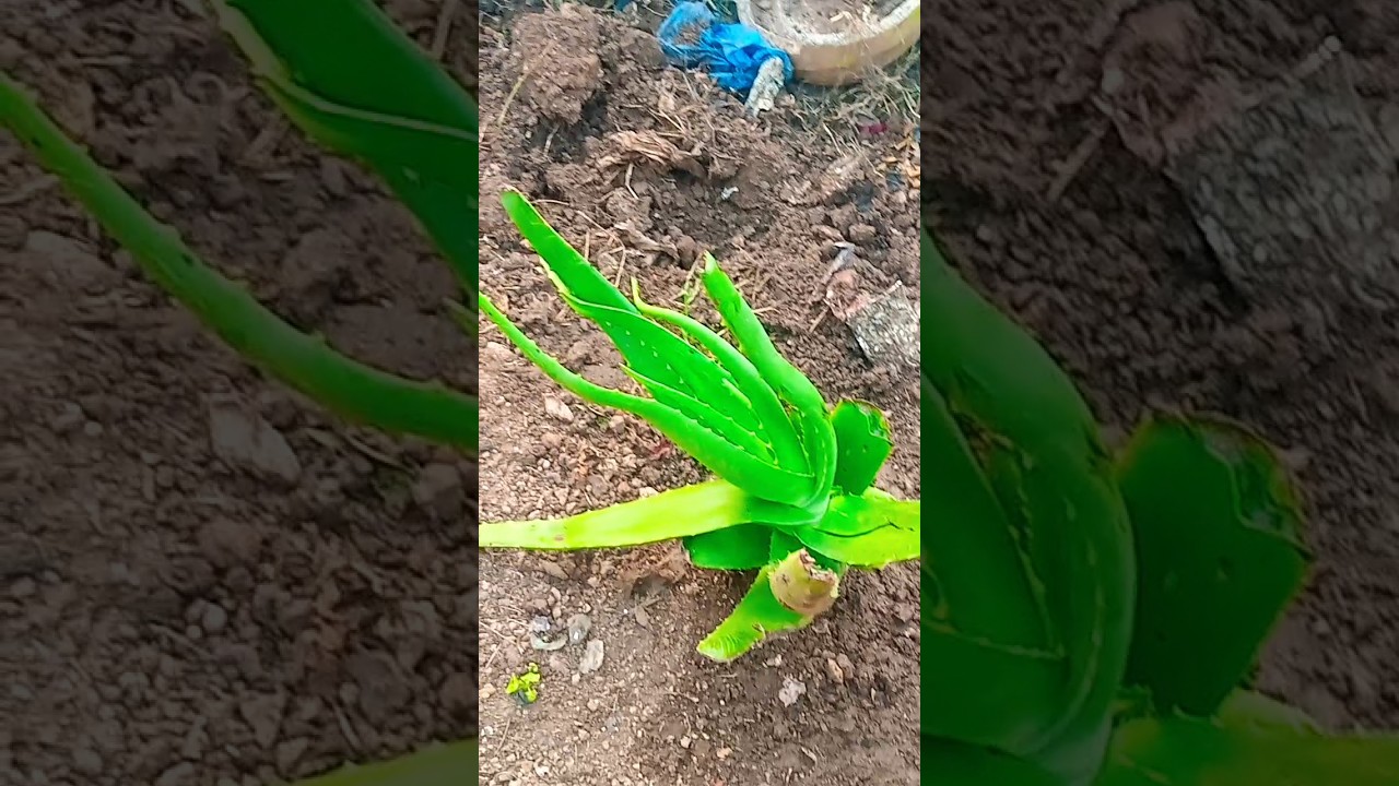 kalamanda tree 🌲🌴 plz subscribe 🙏 friends - YouTube