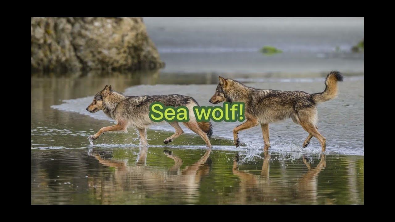 Figured Out my Main Theriotype | Sea wolf | Therianthropy | Therian ...