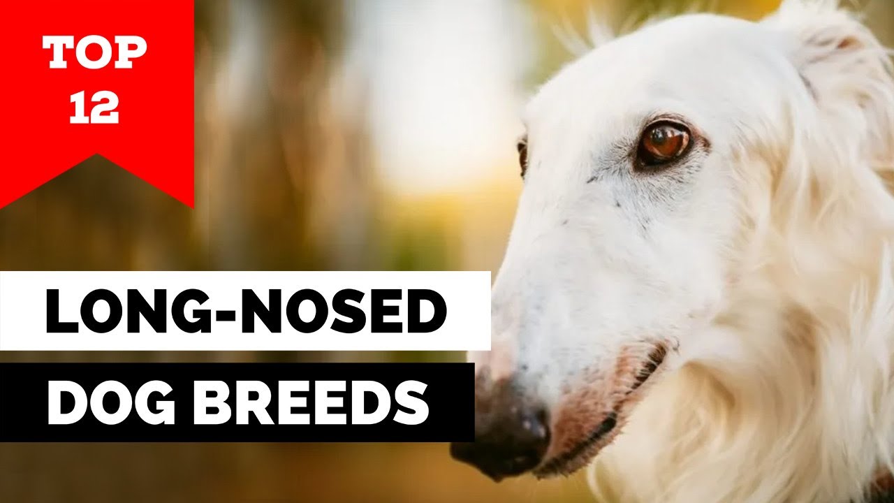 12 Long-Nosed Dog Breeds That Will Steal Your Heart - YouTube