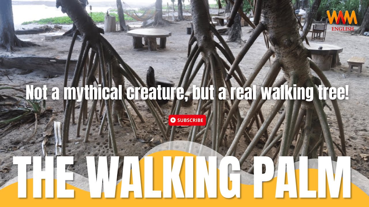 Holy f**k, this tree can walk! | The Walking palm tree of the Amazons ...