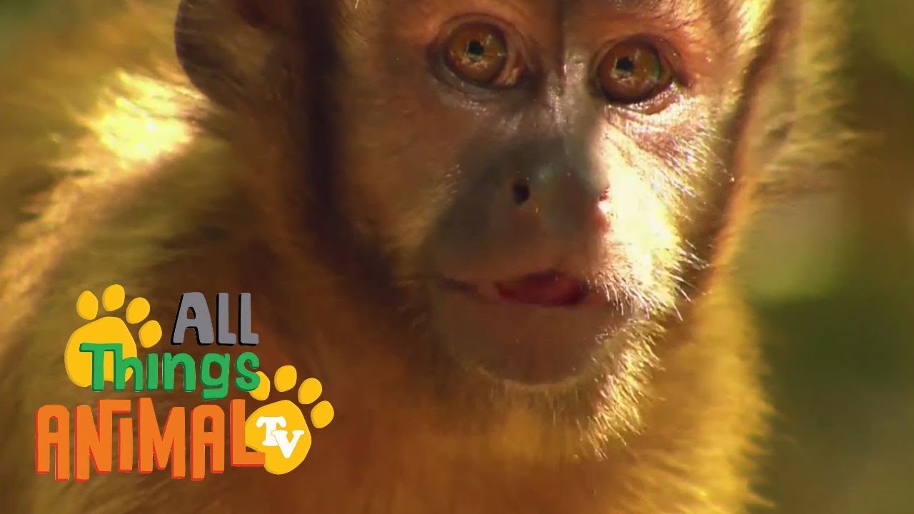 * MONKEY * | Animals For Kids | All Things Animal TV - YouTube