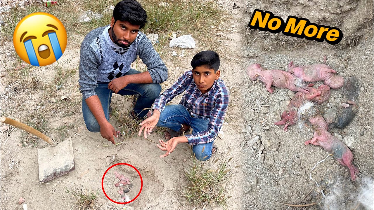 Rabbit babies Is No More 😭 - YouTube