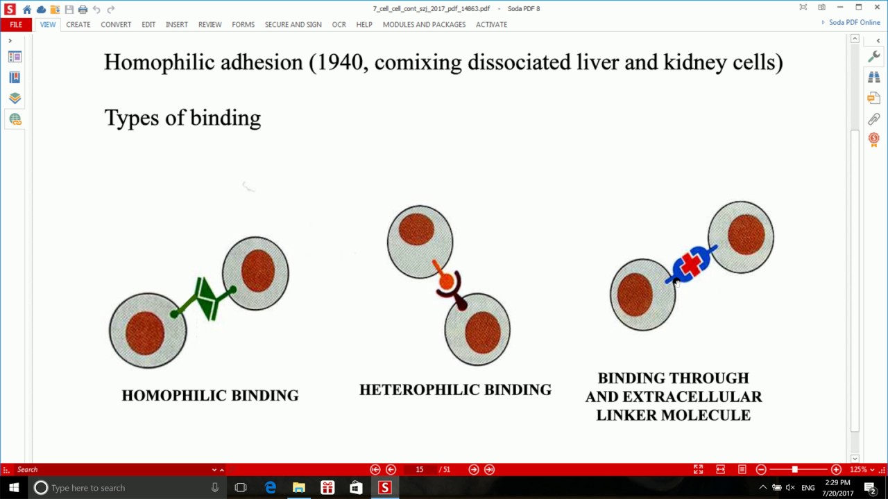 lecture 7 cell cell contact - YouTube