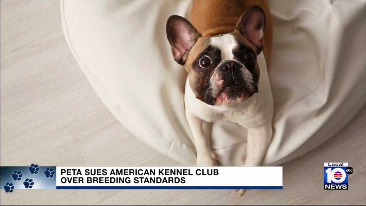 PETA files lawsuit against American Kennel Club - YouTube