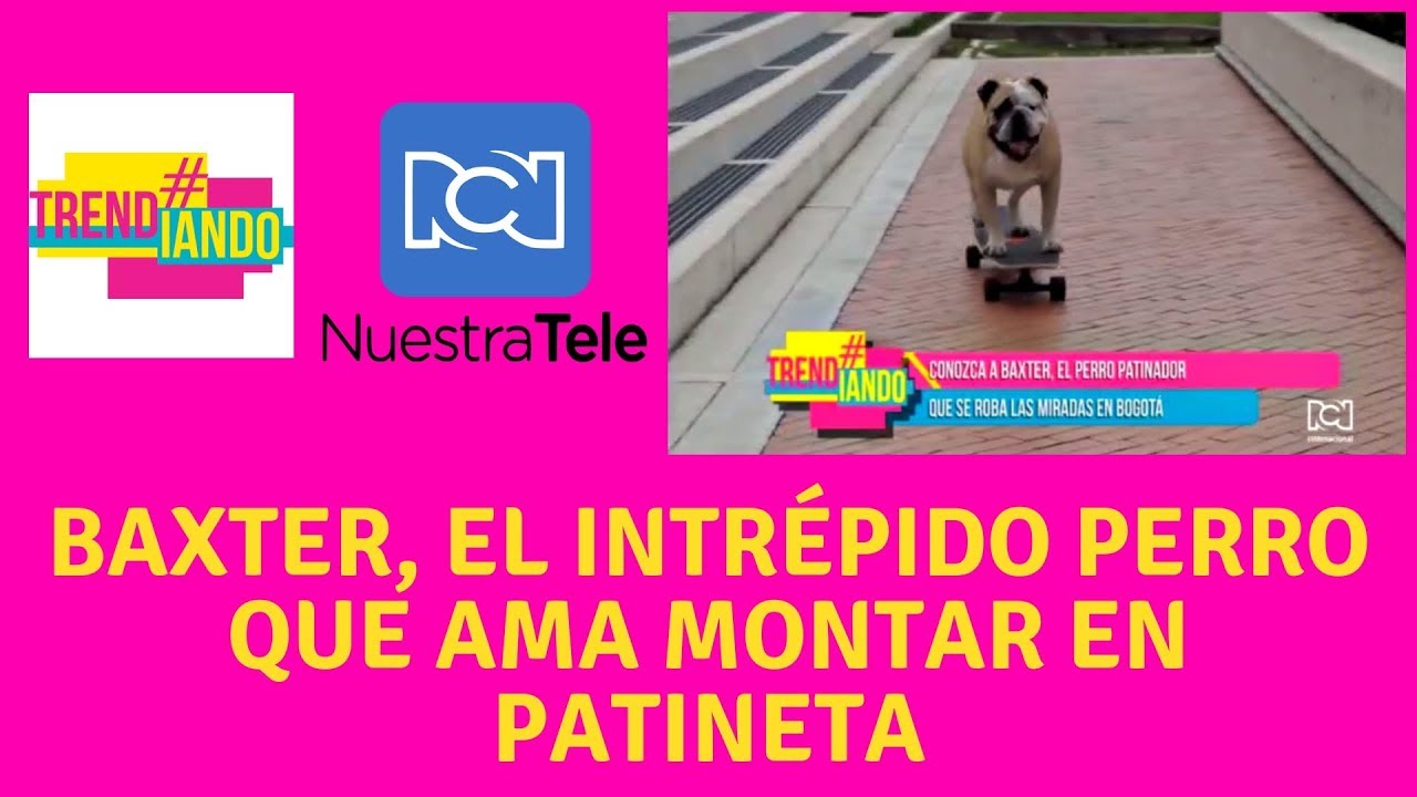 Conoce a ‘Baxter’, el perro patinador que se roba todas las miradas en ...