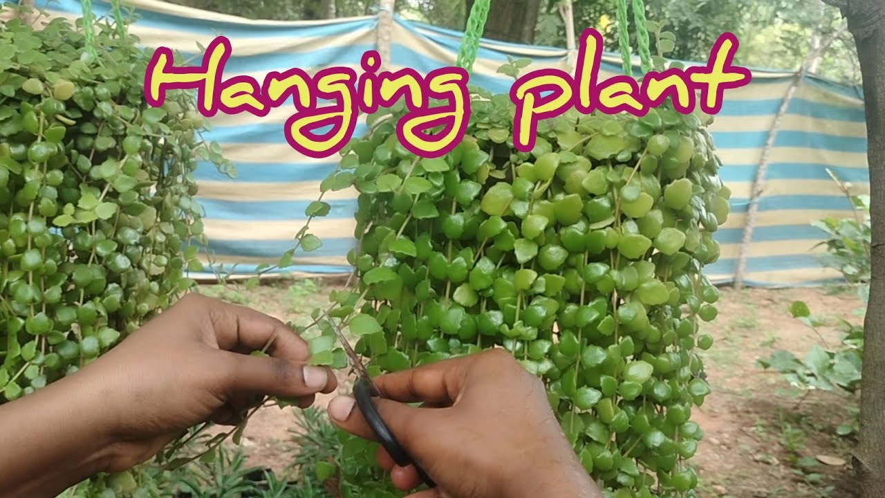 Tangled Heart Propagation 🪴. - YouTube