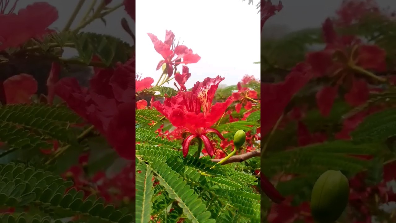 krishna chura flower.beautyful tree. - YouTube