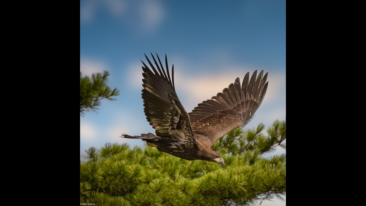 JUVENILE BALD EAGLE LEARNING TO FLY AND LAND WHILE BEING ATTACKED ...