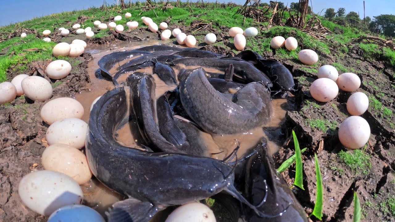 WOW unique video - catch a lot of fish & pick duck eggs in pool in rice ...