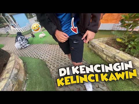 GANGGUIN KELINCI LAGI KAWIN, YA DIKENCINGIN🤣🤣