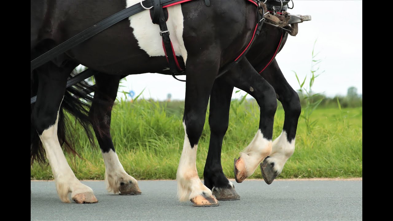 Stal Okkema's Heike & Jasper - barock pinto - gelding - 1.64m - YouTube