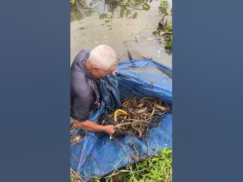 Trapping Giant Eels Fish With The Most Unique Survival Skills - YouTube