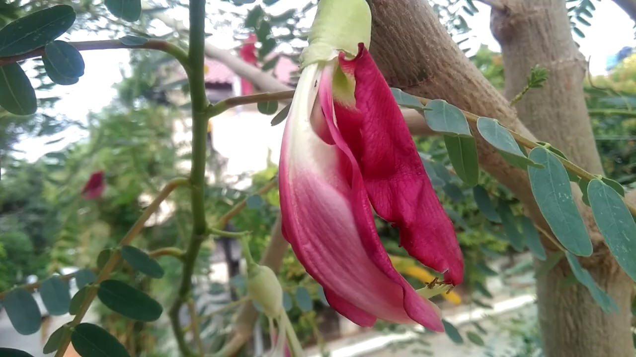 [HD] Bunga Tanaman Turi (Sesbania grandiflora) warna merah ini termasuk ...