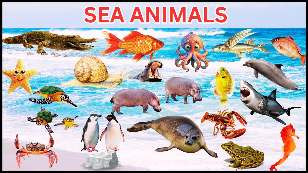 Sea Animals vocabulary - Learn English for kids - English educational ...