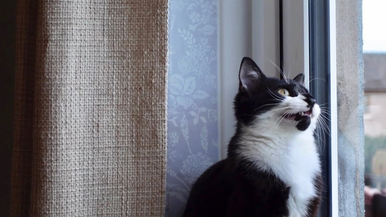 Cat Talking to the Birds - YouTube