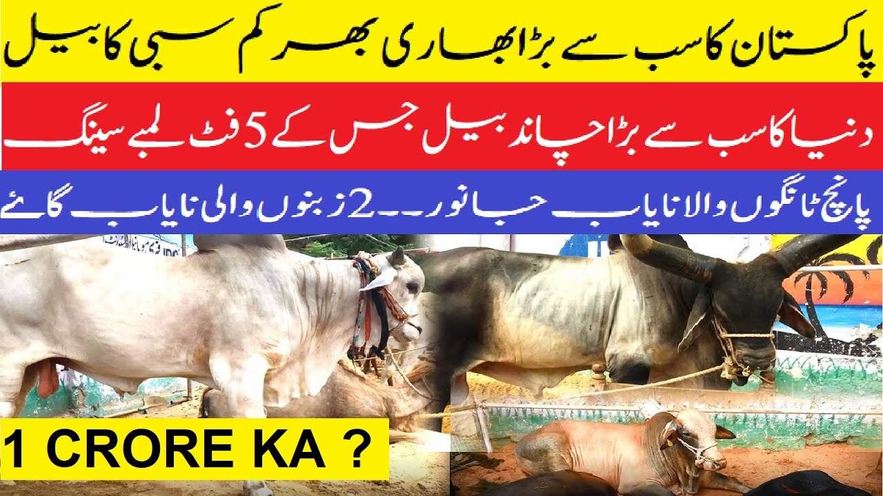JDC Foundation's Unique 5-Legged Cow 😨😨| Pakistan's Biggest Sibi Bull ...