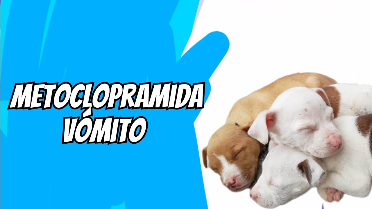 Metoclopramida en perros para que sirve y cuanto darles - YouTube