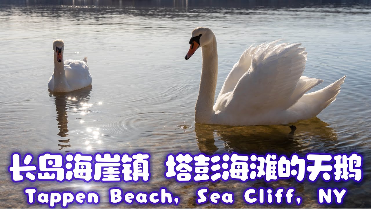 纽约牡蛎湾镇 塔彭海滩的天鹅 / Tappen Beach, Sea Cliff, Town of Oyster Bay, NY - YouTube