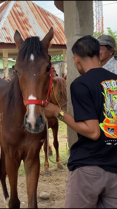 Kuda belang corak kepala putih dipasar kuda #pasarkuda #horse #kudatinggi - YouTube