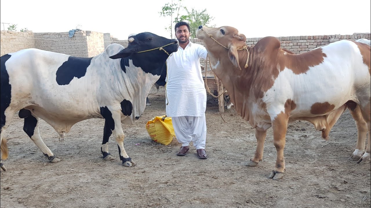 Abluk Bail Cow .Goat eid 2020 .ابلاغ پرنٹ میں بہترین بچھڑے ۔03167478083 ...