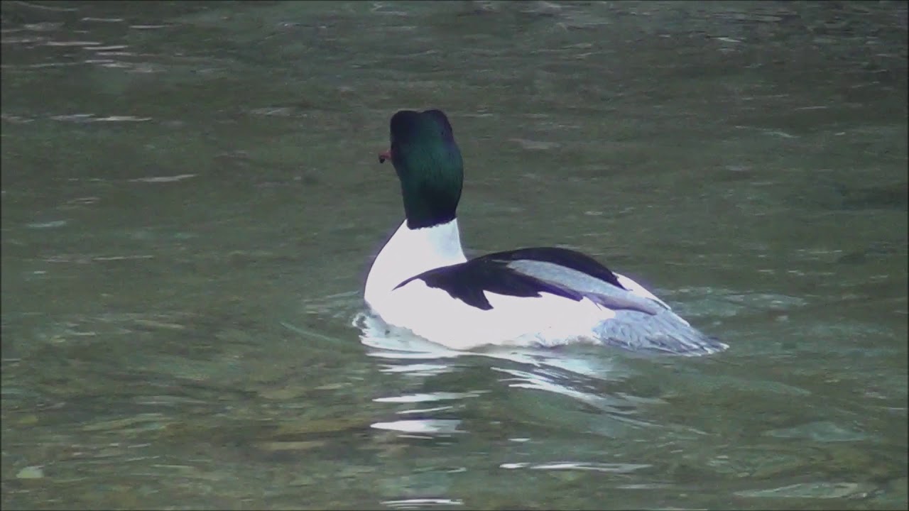 Ptiči Slovenije 🦆 Veliki ronac - Mergus merganser (Linnaeus, 1758 ...