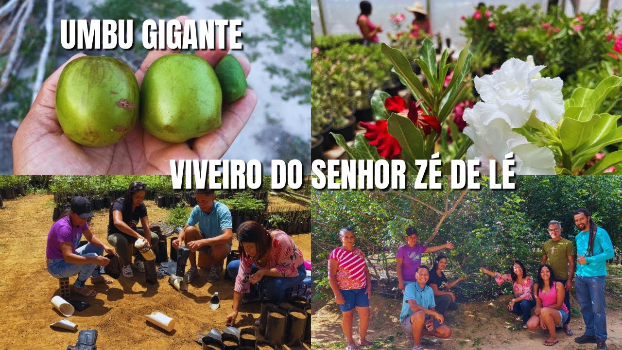 Ele vende a 25 reais o quilo, UMBU GIGANTE EM ANAGÉ BAHIA - YouTube