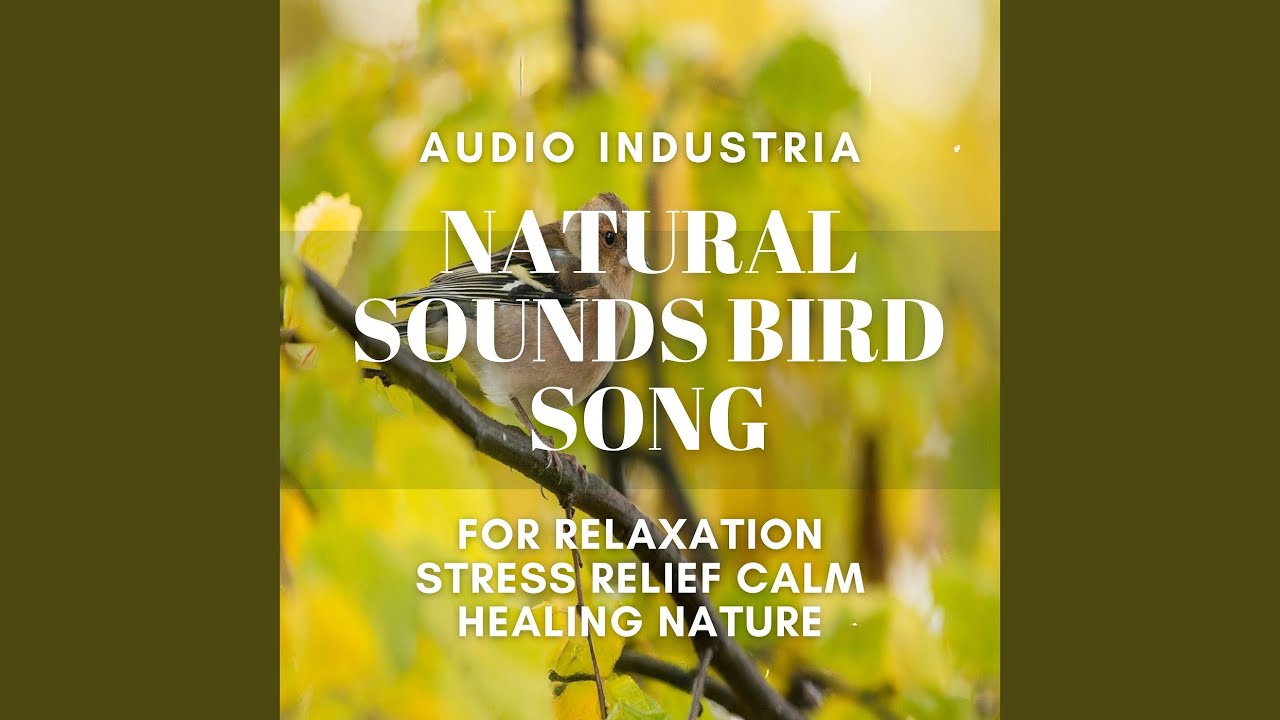 Natural Sounds Bird Song for Relaxation Stress Relief Calm Healing ...