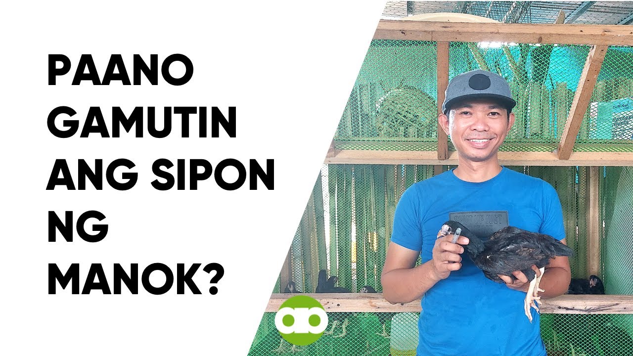 Paano Gamutin ang Sipon ng Manok? - YouTube