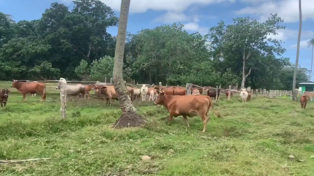 Vanuatu Agriculture Information Updatevia torchbrowser com - YouTube