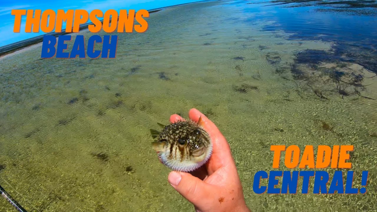 Thompson’s Beach | Looking For GOLD (Yellowfin Whiting) in Toadie ...