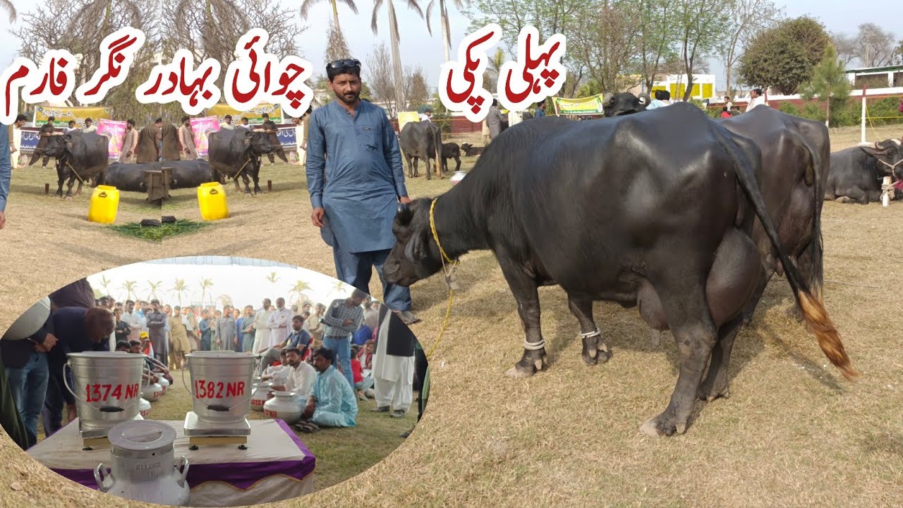 First Milking Nili Ravi Buffalo || Bhader Nagr Farm Update 2024 || Pak ...