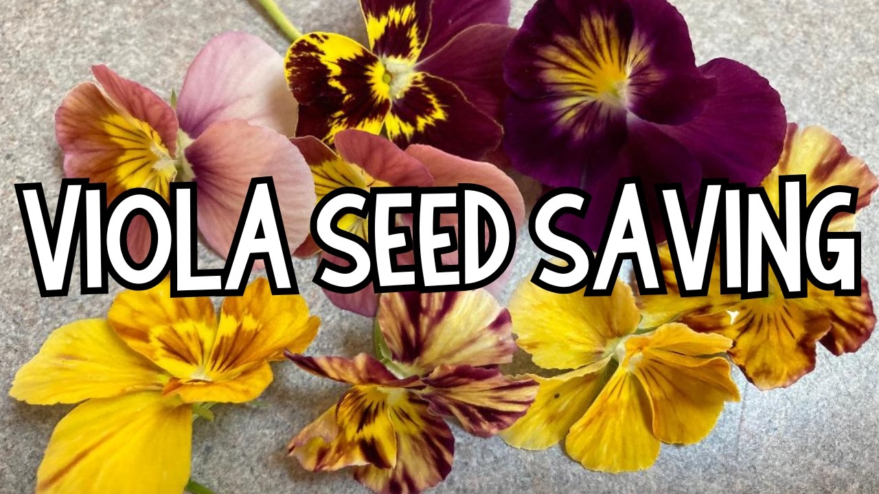 Saving seeds: How to harvest, dry and store VIOLA seeds. How to save ...