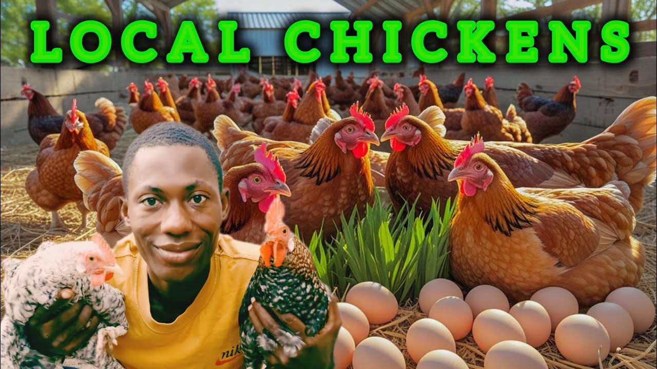 Local Chicken Farming | Best Chicken Breed For Breeding a commercial ...
