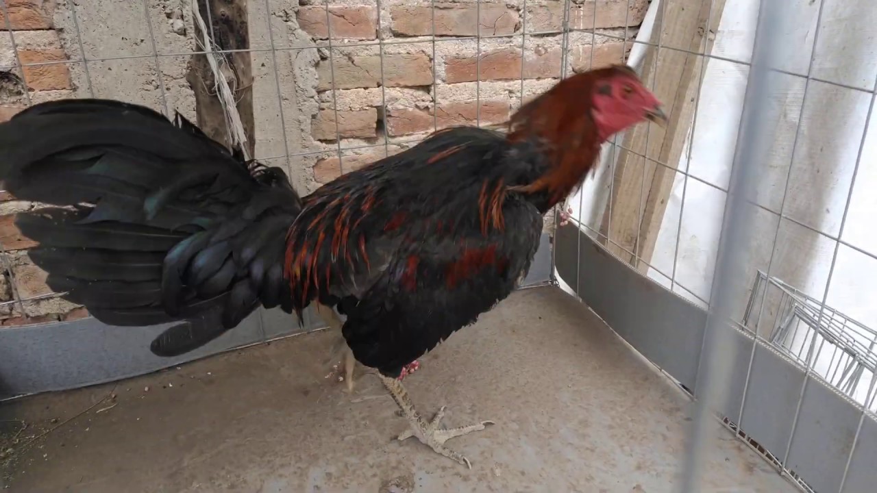 Mis pollos negros - YouTube