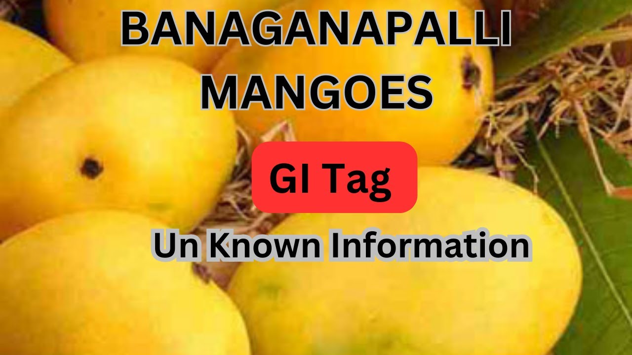GI Tag BANAGANAPALLI MANGOES Un known information - YouTube
