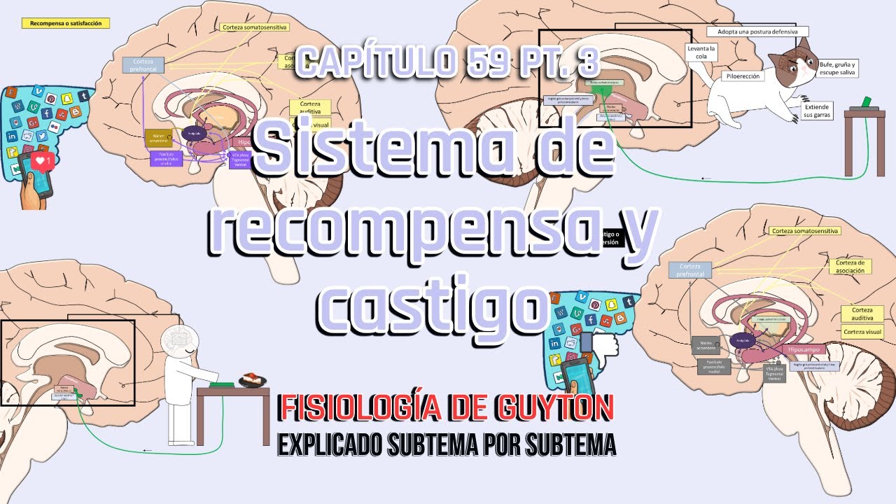 CAP 59 3/4: Sistema de recompensa y castigo - YouTube