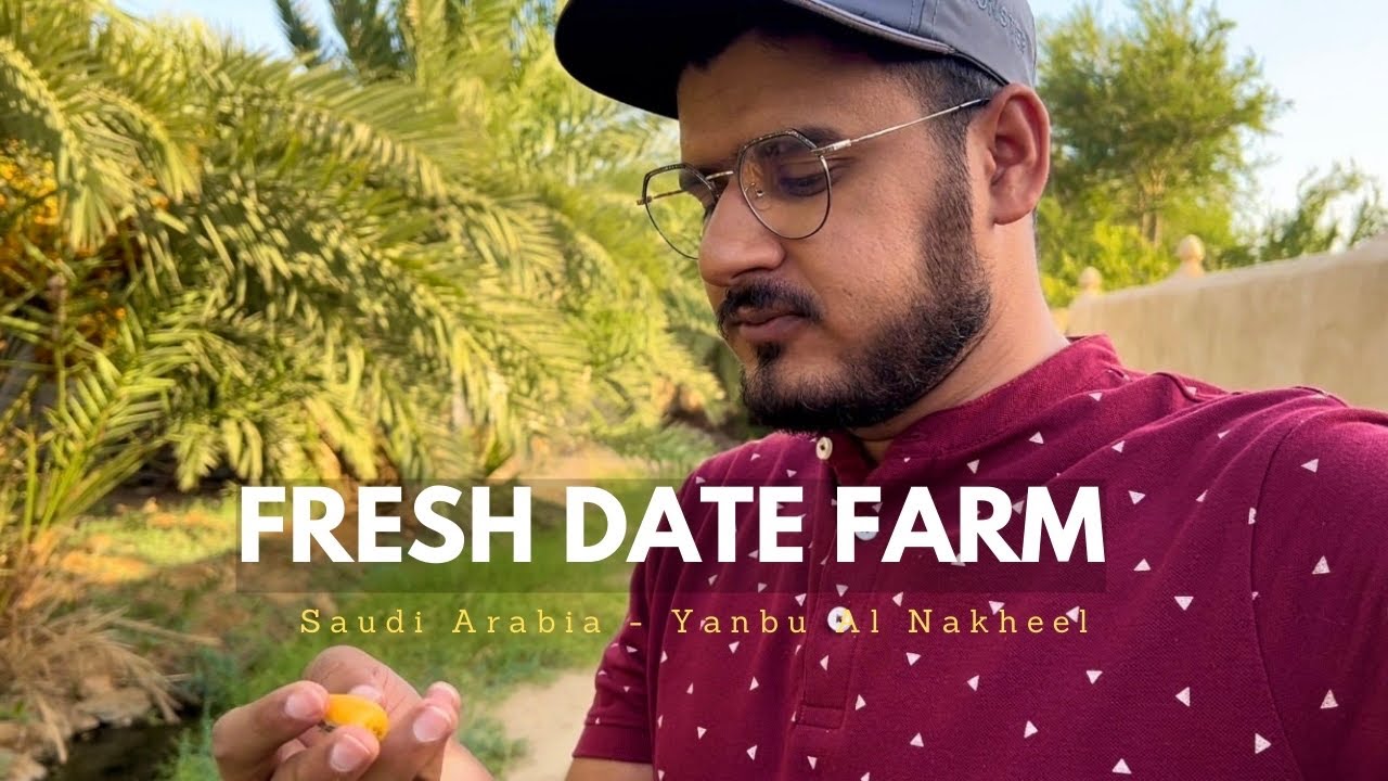 FRESH DATE FARM IN SAUDI ARABIA | Yanbu Al Nakheel - YouTube