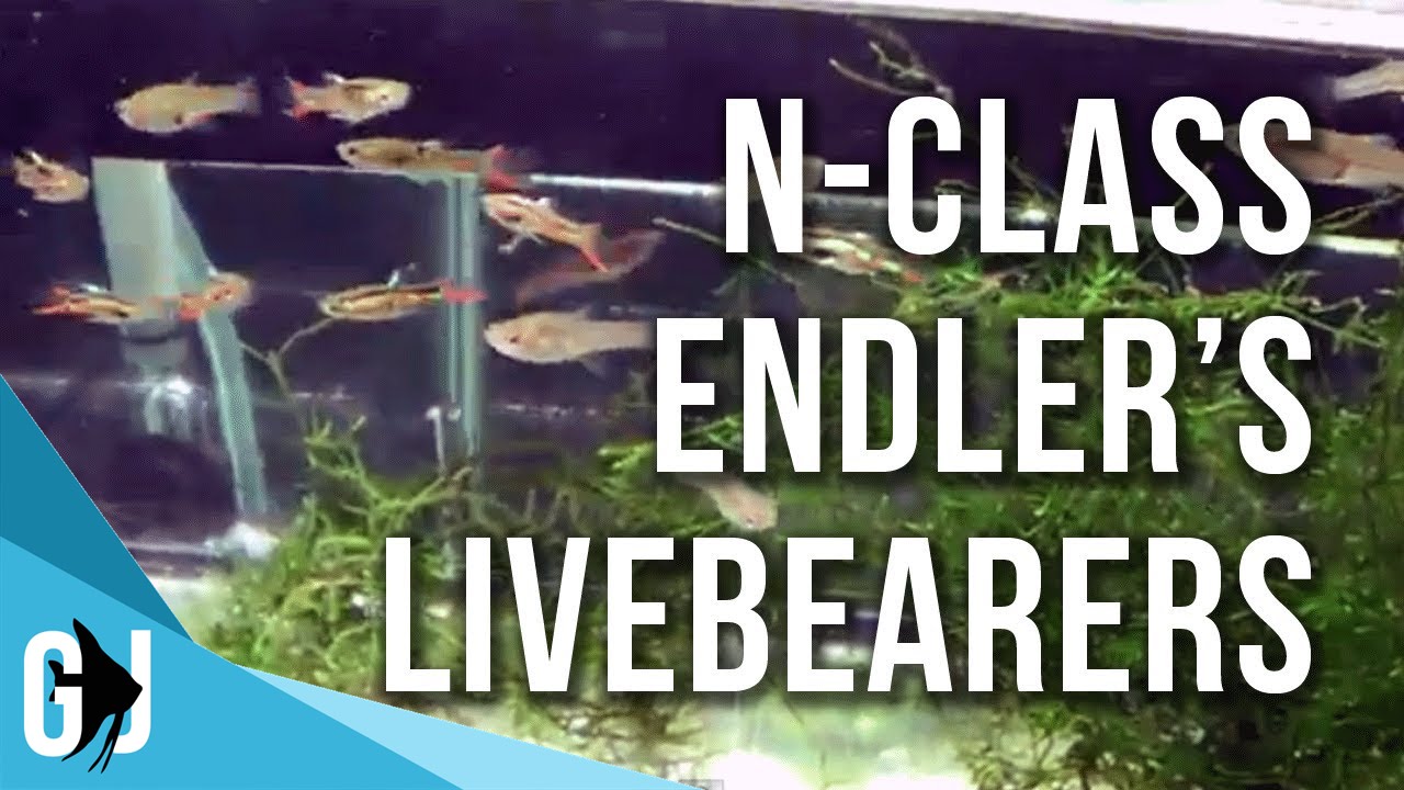 #158: Endlers Livebearers from AdrianHD - Fishroom - YouTube