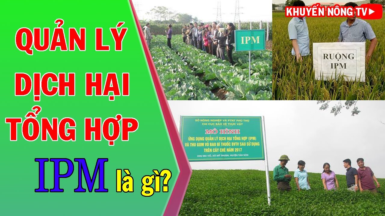 IPM Là Gì? Khám Phá Phương Pháp Quản Lý Sâu Bệnh Hợp Lý Trong Nông Nghiệp