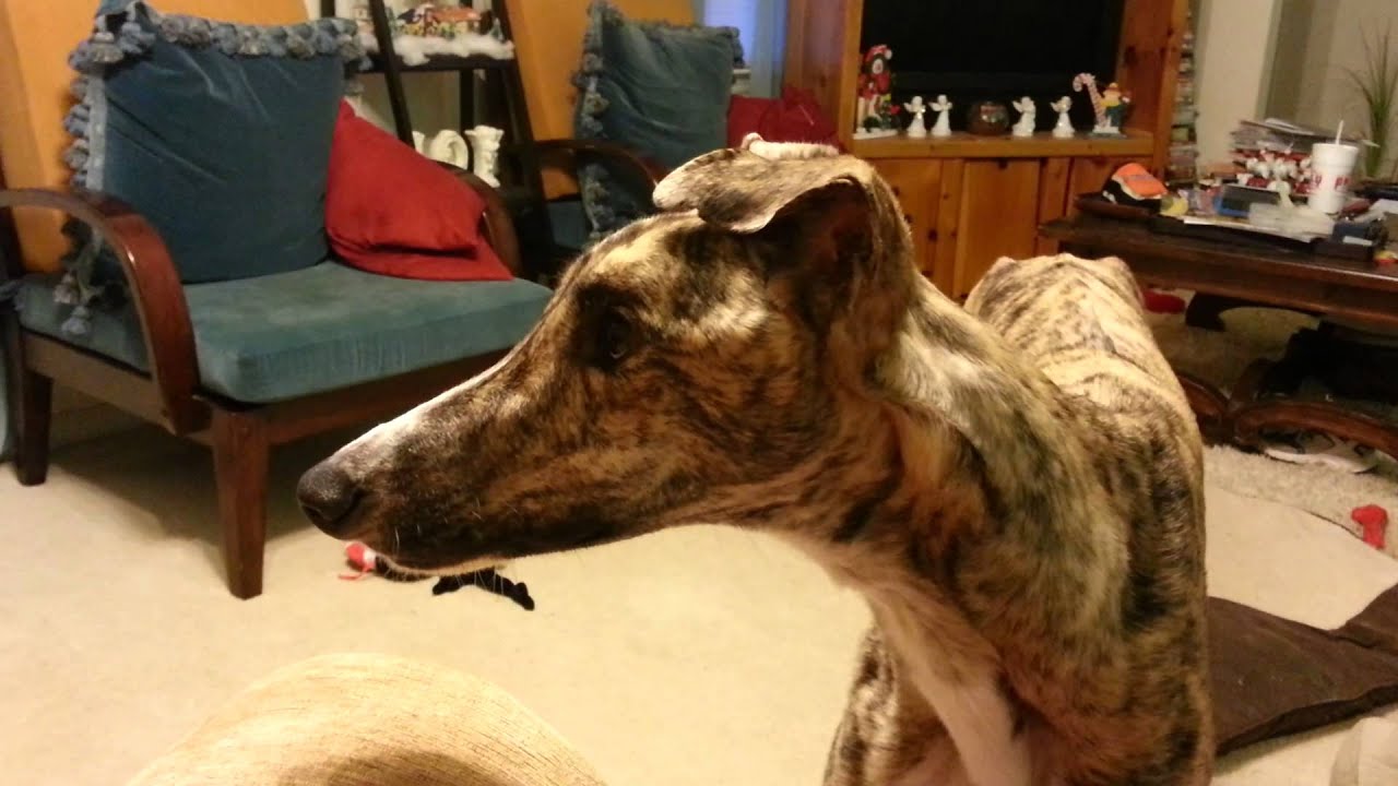 Drake the Snake - YouTube