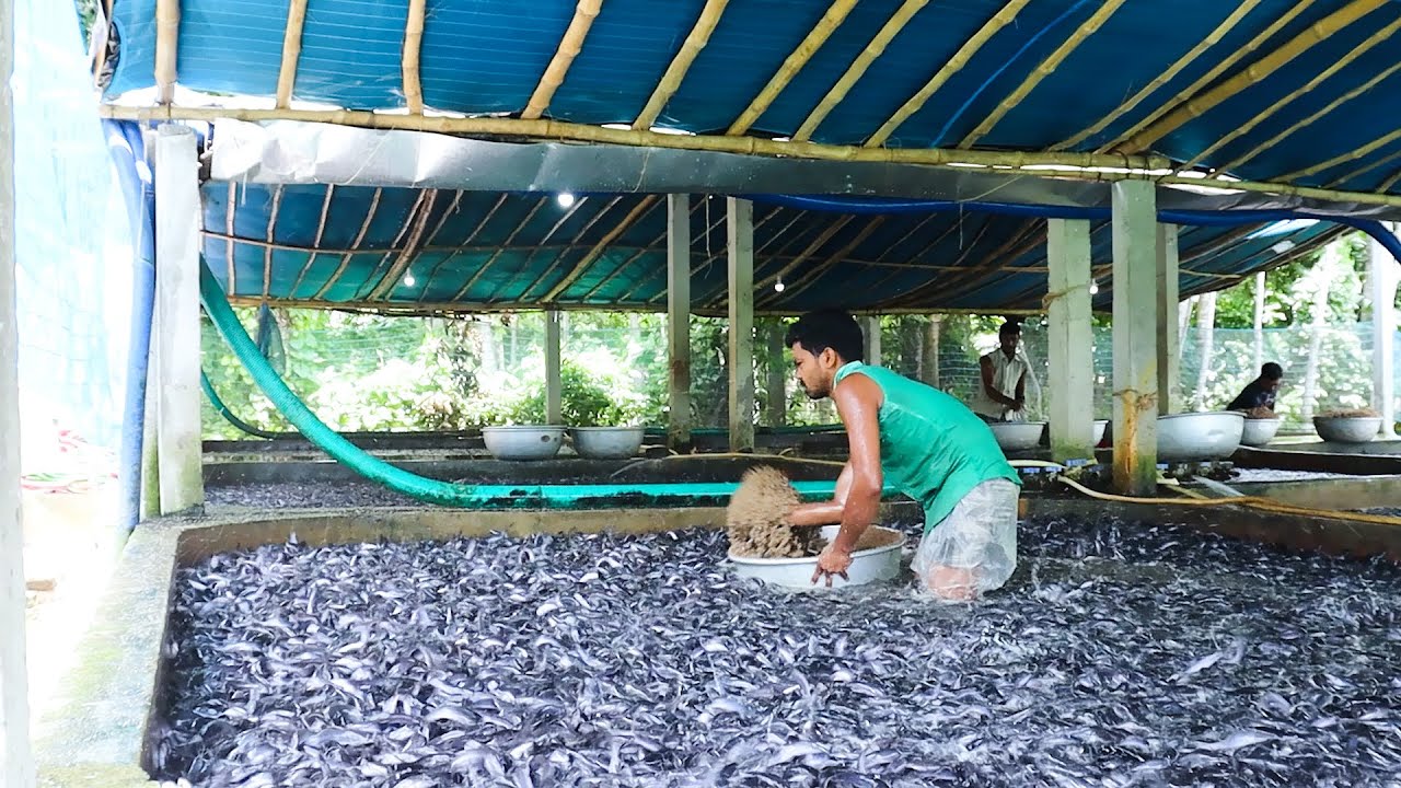 Concrete Tanks for the Fish Farming || Tank Culture Of Catfish|| Clips ...