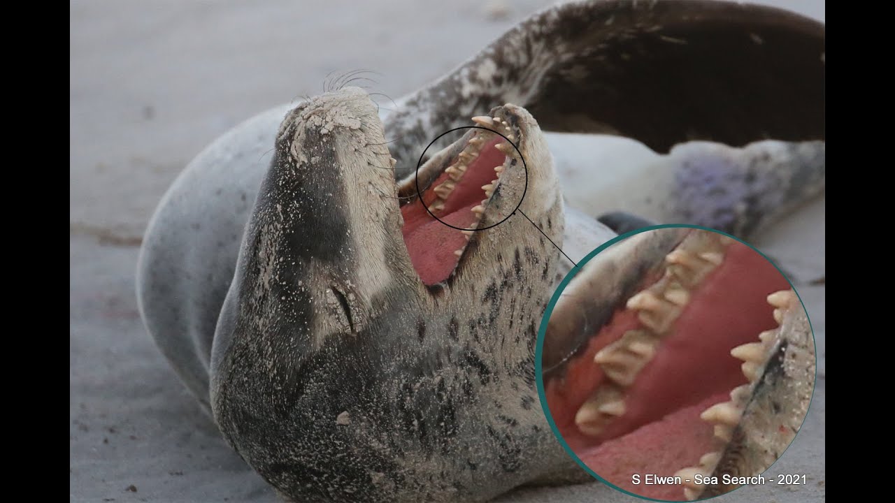 Check those cool teeth!! - Leopard Seal Cape Town - YouTube