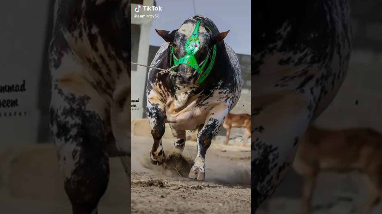 Beautiful. Bull - YouTube
