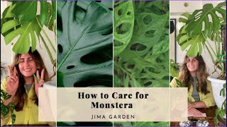 How to Care for Monstera Plants! Lighting, Soil, and Repotting!