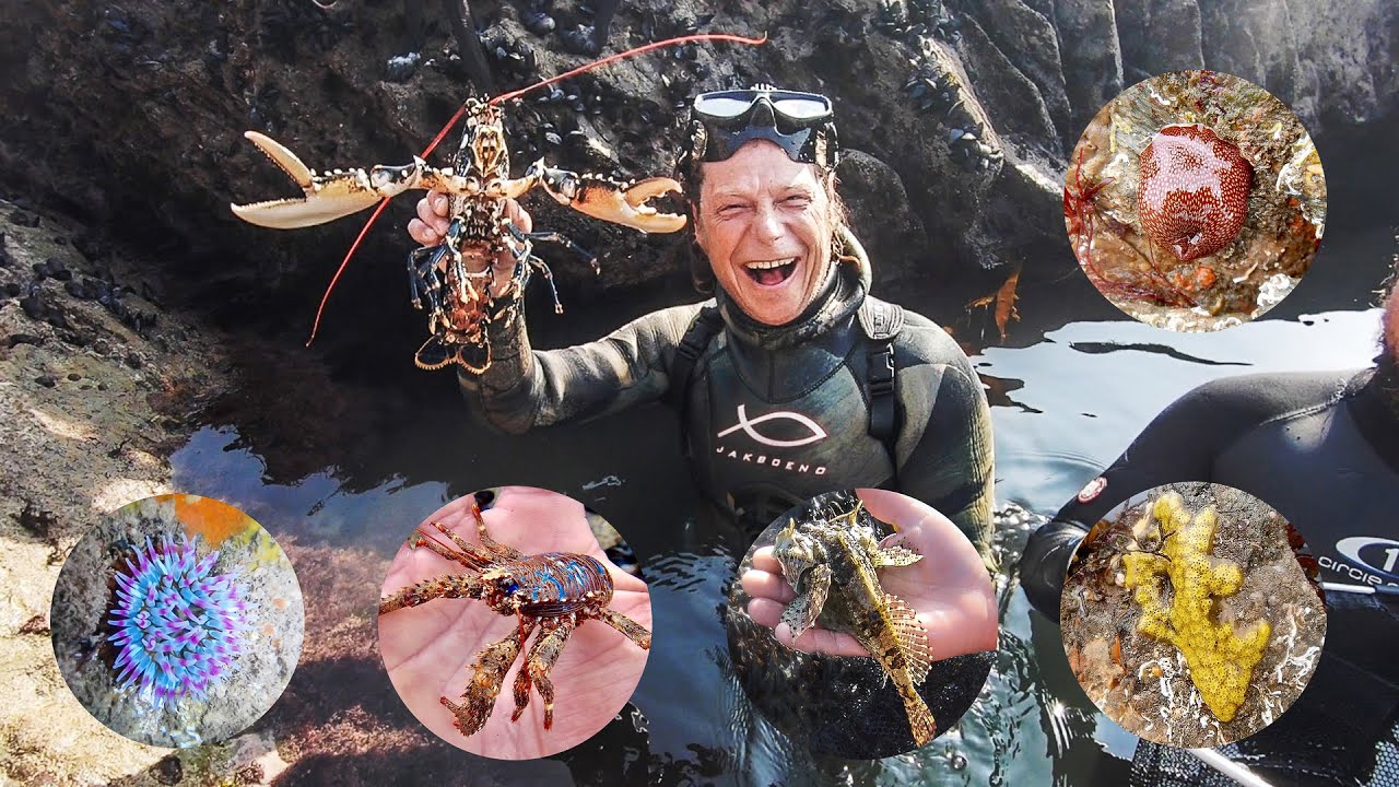 Coastal Foraging. Lobster&Prawn Catch&Cook.Finding awesome creatures in ...